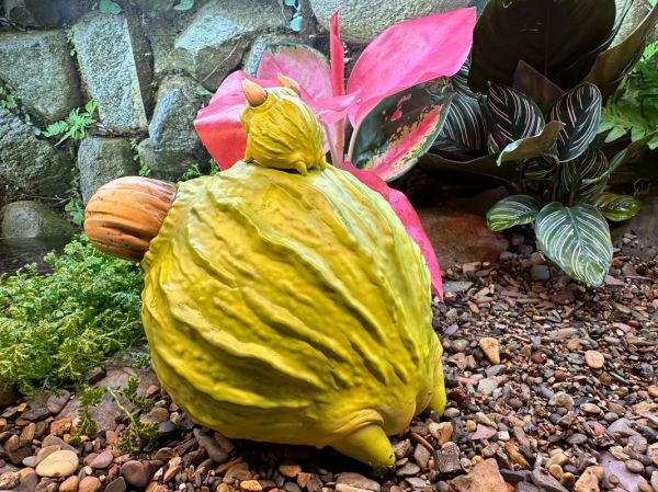 食人蛙真的吃人吗_食人蛙有毒吗-第3张图片-山城妙识 食人蛙真的吃人吗_食人蛙有毒吗-第3张图片-山城妙识