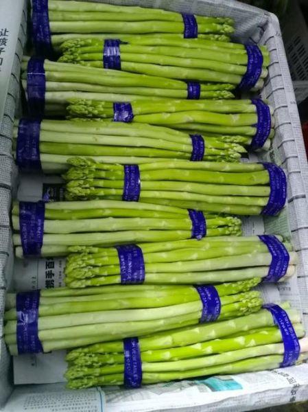 芦笋亩产多少斤_芦笋价格多少钱一斤-第2张图片-山城妙识