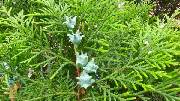 侧柏树图片_侧柏树怎么养护-第1张图片-山城妙识