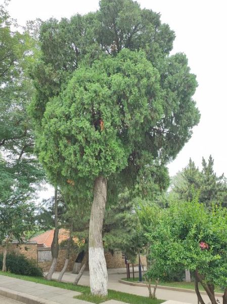 侧柏树图片_侧柏树怎么养护-第2张图片-山城妙识