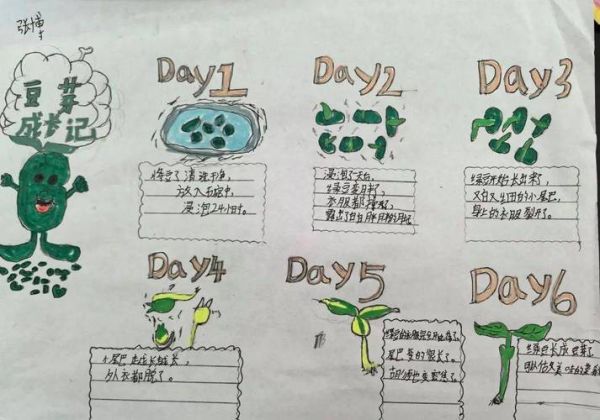 豆芽七天怎么观察_豆芽生长日记怎么写-第1张图片-山城妙识
