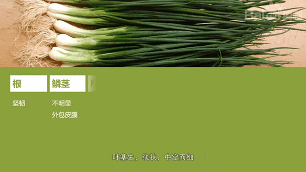 细香葱怎么种_细香葱和香葱区别-第2张图片-山城妙识