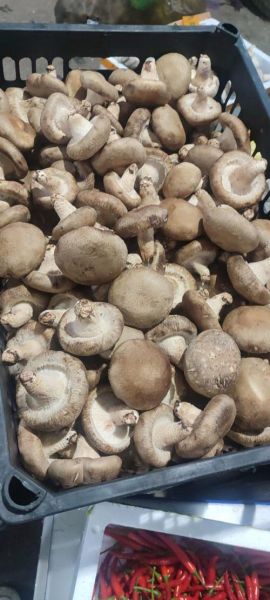 香菇价格行情_今日多少钱一斤-第2张图片-山城妙识 香菇价格行情_今日多少钱一斤-第2张图片-山城妙识