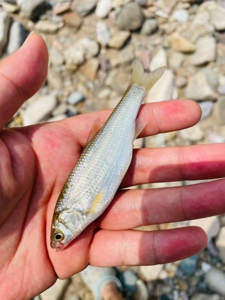 雅罗鱼图片_雅罗鱼长什么样-第1张图片-山城妙识 雅罗鱼图片_雅罗鱼长什么样-第1张图片-山城妙识