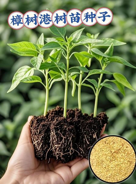 辣椒种子大全_如何挑选优质辣椒种子-第3张图片-山城妙识