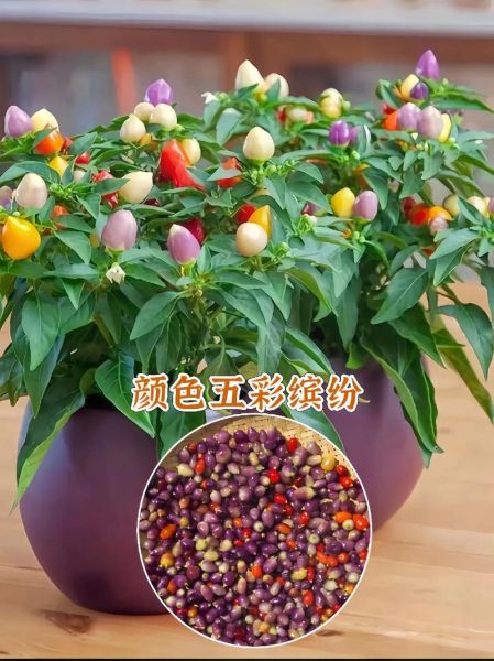 辣椒种子大全_如何挑选优质辣椒种子-第1张图片-山城妙识