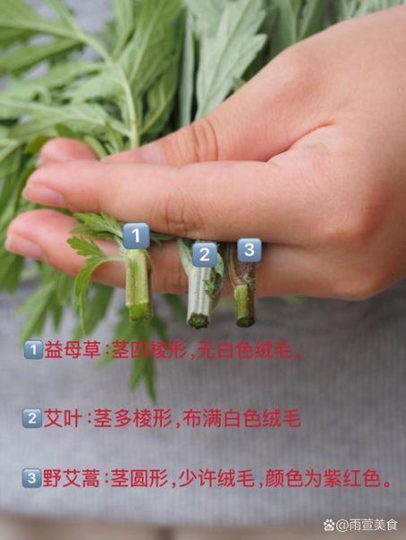 艾叶青团怎么做_青团为什么用艾草-第2张图片-山城妙识 艾叶青团怎么做_青团为什么用艾草-第2张图片-山城妙识