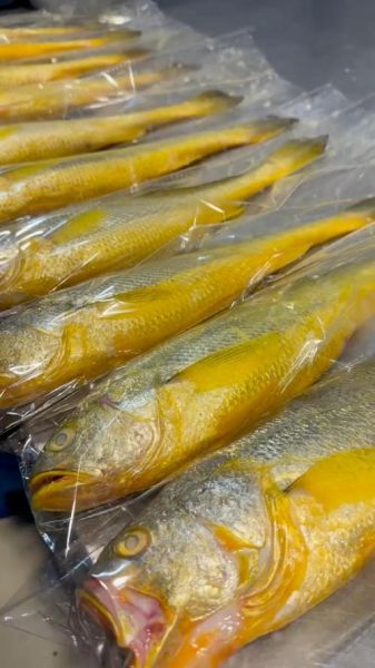 黄花鱼怎么片鱼肉_黄花鱼切片技巧-第3张图片-山城妙识 黄花鱼怎么片鱼肉_黄花鱼切片技巧-第3张图片-山城妙识