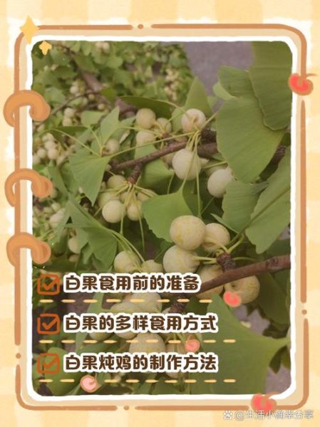 鲜白果怎么吃_鲜白果怎么去皮-第1张图片-山城妙识 鲜白果怎么吃_鲜白果怎么去皮-第1张图片-山城妙识