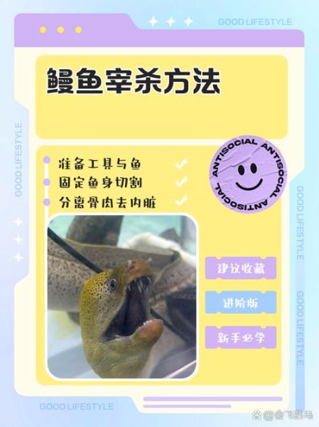 鳝鱼怎么杀_鳝鱼宰杀步骤-第1张图片-山城妙识 鳝鱼怎么杀_鳝鱼宰杀步骤-第1张图片-山城妙识