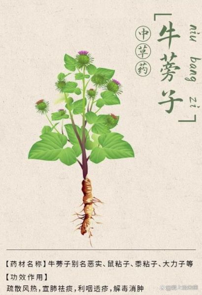 牛蒡子吃多了致癌吗_安全用量是多少-第3张图片-山城妙识