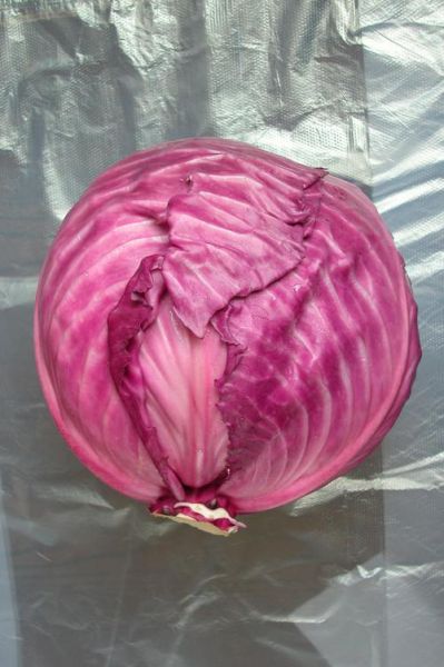 甘蓝图片大全大图_甘蓝品种怎么区分-第2张图片-山城妙识