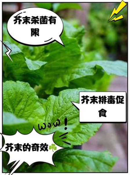 芥末有什么功效_芥末怎么吃才健康-第1张图片-山城妙识