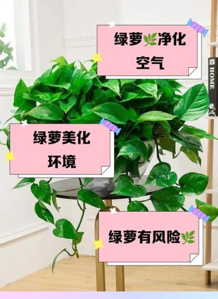 绿萝有毒吗_绿萝对猫狗有害吗-第1张图片-山城妙识