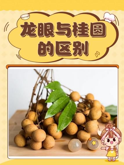 龙眼和桂圆有什么区别_功效差异-第1张图片-山城妙识 龙眼和桂圆有什么区别_功效差异-第1张图片-山城妙识