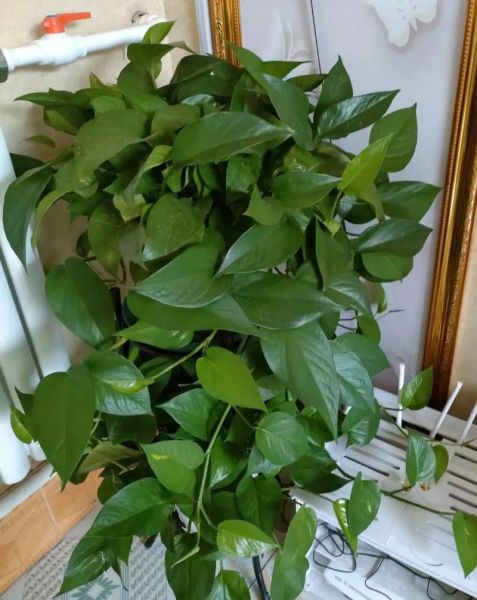 绿萝有毒吗_绿萝对猫狗有害吗-第2张图片-山城妙识