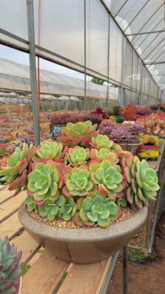 柚子多肉怎么养_柚子多肉多久浇一次水-第1张图片-山城妙识