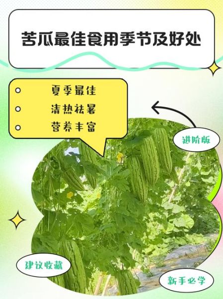 苦瓜的功效与作用_苦瓜的禁忌有哪些-第1张图片-山城妙识 苦瓜的功效与作用_苦瓜的禁忌有哪些-第1张图片-山城妙识