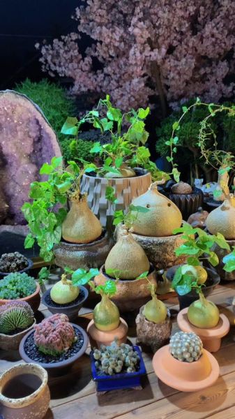 柚子多肉怎么养_柚子多肉多久浇一次水-第2张图片-山城妙识