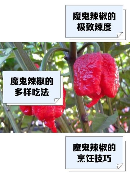 魔鬼辣椒有多辣_魔鬼辣椒图片怎么拍-第1张图片-山城妙识 魔鬼辣椒有多辣_魔鬼辣椒图片怎么拍-第1张图片-山城妙识