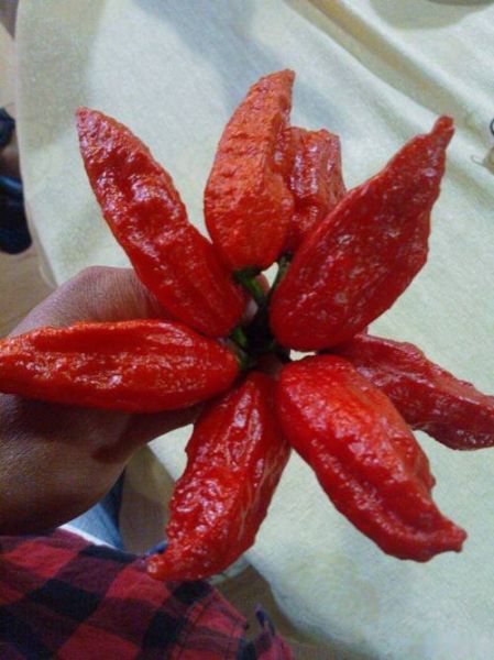 魔鬼辣椒有多辣_魔鬼辣椒图片怎么拍-第2张图片-山城妙识 魔鬼辣椒有多辣_魔鬼辣椒图片怎么拍-第2张图片-山城妙识