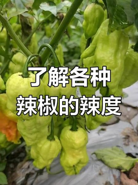 魔鬼辣椒有多辣_魔鬼辣椒图片怎么拍-第3张图片-山城妙识 魔鬼辣椒有多辣_魔鬼辣椒图片怎么拍-第3张图片-山城妙识