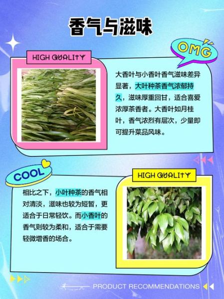 真香叶与假香叶的区别_如何辨别真假香叶-第3张图片-山城妙识 真香叶与假香叶的区别_如何辨别真假香叶-第3张图片-山城妙识