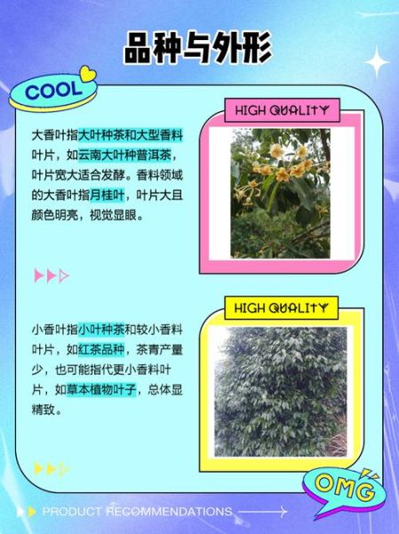 真香叶与假香叶的区别_如何辨别真假香叶-第2张图片-山城妙识 真香叶与假香叶的区别_如何辨别真假香叶-第2张图片-山城妙识