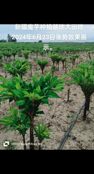 十亩地种魔芋一年收入多少_魔芋种植成本利润分析-第1张图片-山城妙识 十亩地种魔芋一年收入多少_魔芋种植成本利润分析-第1张图片-山城妙识