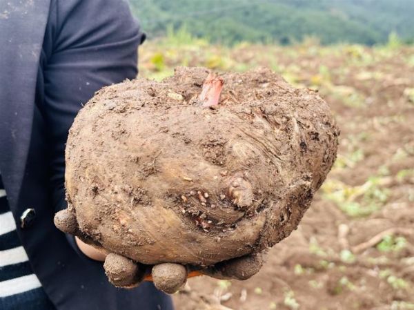 十亩地种魔芋一年收入多少_魔芋种植成本利润分析-第3张图片-山城妙识 十亩地种魔芋一年收入多少_魔芋种植成本利润分析-第3张图片-山城妙识