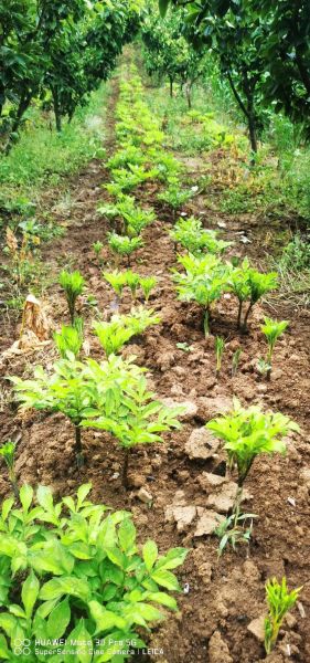 十亩地种魔芋一年收入多少_魔芋种植成本利润分析-第2张图片-山城妙识 十亩地种魔芋一年收入多少_魔芋种植成本利润分析-第2张图片-山城妙识