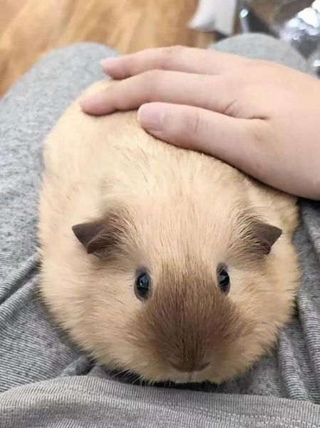 荷兰猪图片_怎么拍才可爱-第1张图片-山城妙识