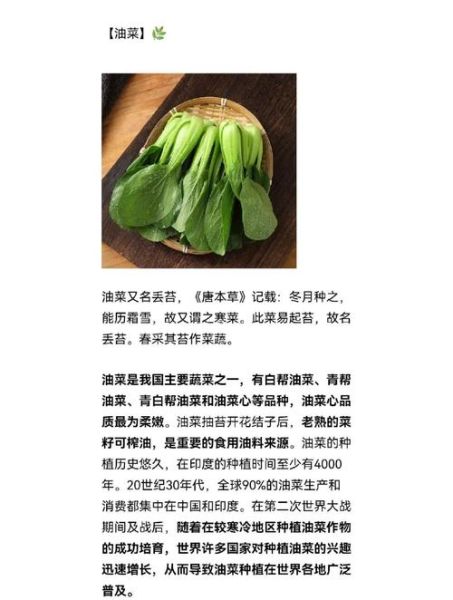 油菜的营养价值_油菜的功效与作用-第1张图片-山城妙识