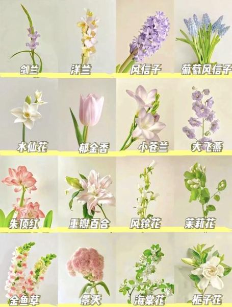 花图片大全_最美花卉如何挑选-第1张图片-山城妙识