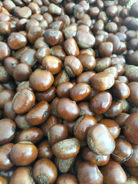 糖炒板栗多少钱一斤_2024最新价格行情-第1张图片-山城妙识 糖炒板栗多少钱一斤_2024最新价格行情-第1张图片-山城妙识