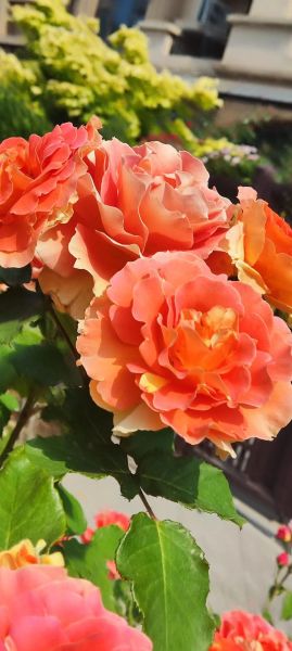 花图片大全_最美花卉如何挑选-第3张图片-山城妙识