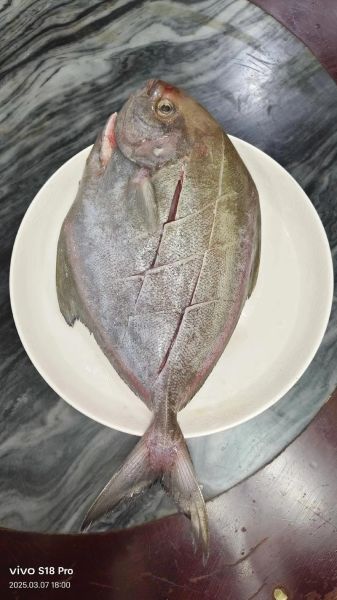 可食用海鱼种类大全_哪些海鱼适合清蒸-第3张图片-山城妙识 可食用海鱼种类大全_哪些海鱼适合清蒸-第3张图片-山城妙识