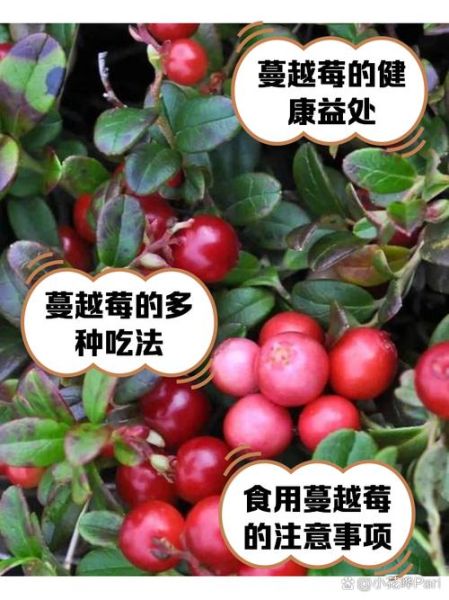 蔓越莓一天治好尿路感染_真的假的-第1张图片-山城妙识 蔓越莓一天治好尿路感染_真的假的-第1张图片-山城妙识