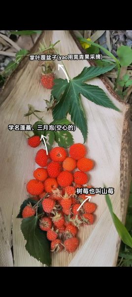 蛇莓和野草莓的区别图片_怎么区分-第1张图片-山城妙识