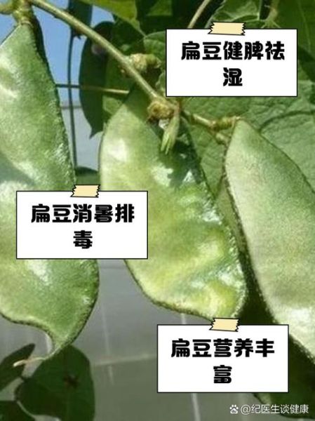 扁豆角的功效与作用_孕妇可以吃扁豆角吗-第2张图片-山城妙识 扁豆角的功效与作用_孕妇可以吃扁豆角吗-第2张图片-山城妙识