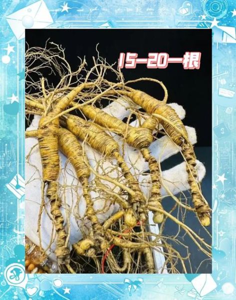 野人参图片真假鉴别_野人参和种植参区别-第2张图片-山城妙识 野人参图片真假鉴别_野人参和种植参区别-第2张图片-山城妙识