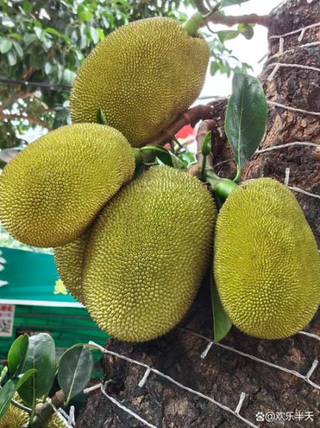 菠萝蜜图片怎么拍_菠萝蜜高清图哪里找-第1张图片-山城妙识