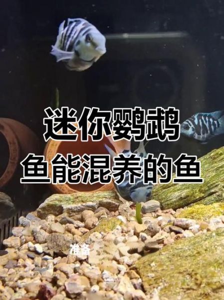 鹦鹉鱼混养最佳搭配图_鹦鹉鱼能和什么鱼一起养-第1张图片-山城妙识 鹦鹉鱼混养最佳搭配图_鹦鹉鱼能和什么鱼一起养-第1张图片-山城妙识