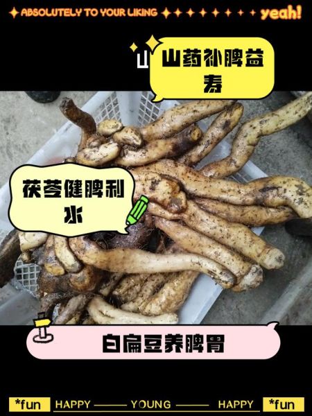 补脾健脾第一食物_怎么吃最有效-第3张图片-山城妙识 补脾健脾第一食物_怎么吃最有效-第3张图片-山城妙识