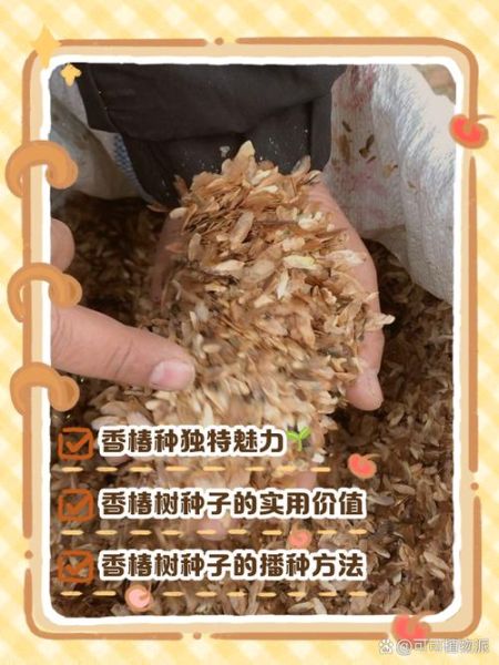 香椿芽种子多少钱一斤_哪里能买到正宗香椿种子-第1张图片-山城妙识 香椿芽种子多少钱一斤_哪里能买到正宗香椿种子-第1张图片-山城妙识