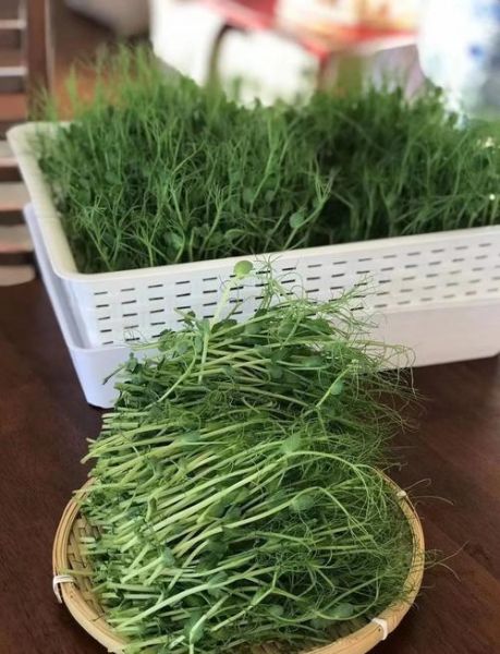 豌豆尖怎么种_豌豆尖种植时间和方法-第2张图片-山城妙识
