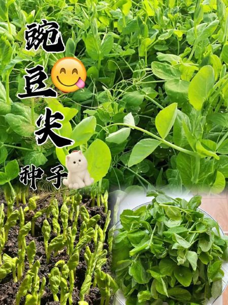 豌豆尖怎么种_豌豆尖种植时间和方法-第1张图片-山城妙识