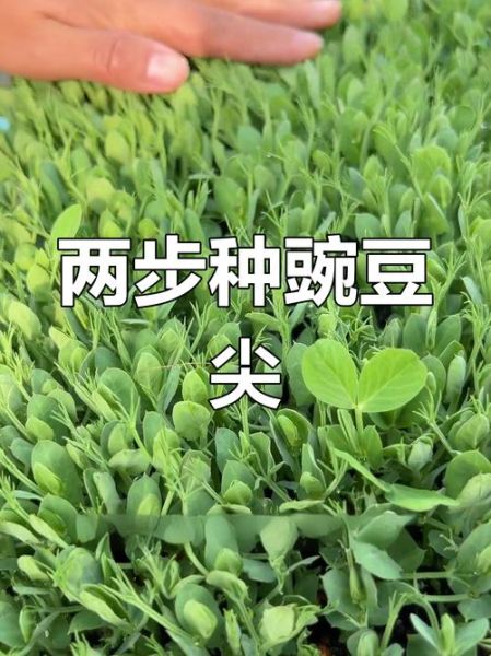 豌豆尖怎么种_豌豆尖种植时间和方法-第3张图片-山城妙识