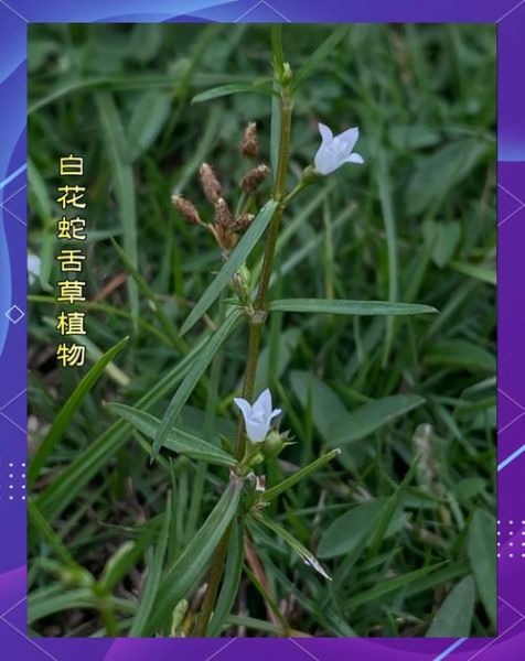 白花蛇舌草和半枝莲的功效与作用_白花蛇舌草半枝莲抗癌真的有效吗-第1张图片-山城妙识 白花蛇舌草和半枝莲的功效与作用_白花蛇舌草半枝莲抗癌真的有效吗-第1张图片-山城妙识