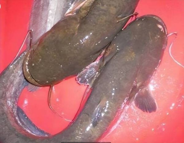 鲶鱼脏是真的吗_鲶鱼为什么被认为脏-第1张图片-山城妙识 鲶鱼脏是真的吗_鲶鱼为什么被认为脏-第1张图片-山城妙识